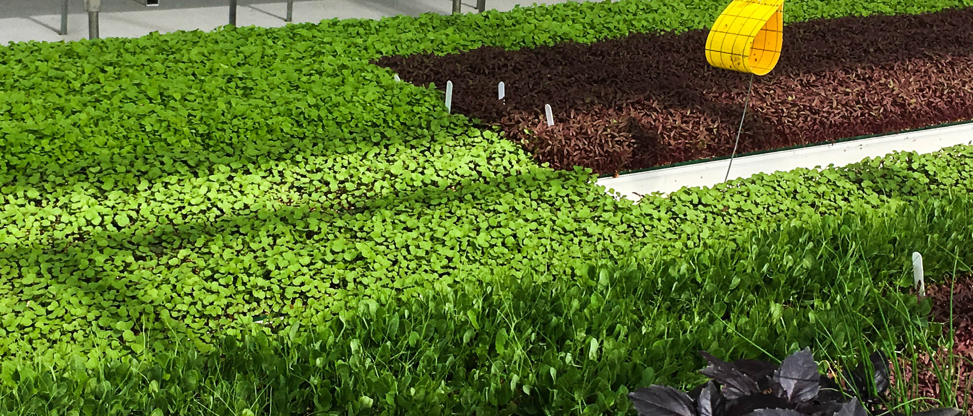 Horticultral Equipment Specialists | KW Automation