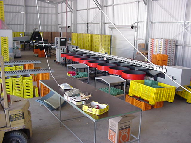 Inline Weight Grader, Squash, Vegetables, KW Automation