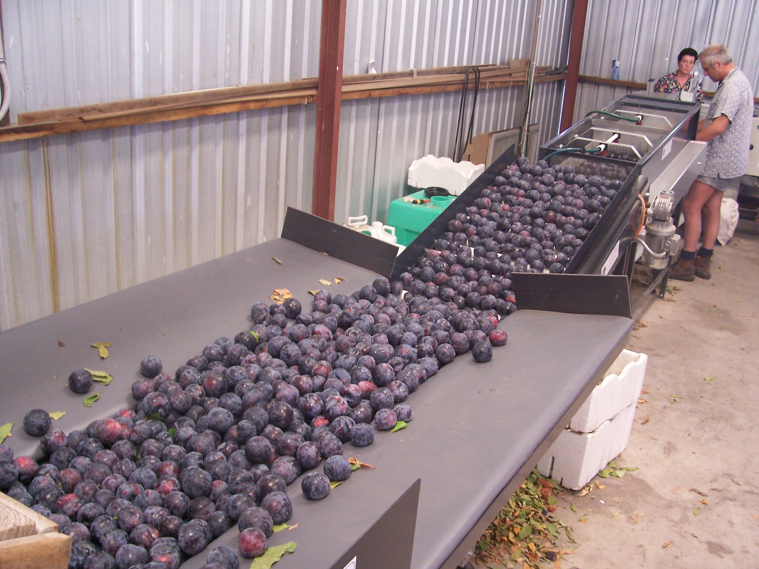 Creep Feeder, Citrus, Fruit, KW Automation